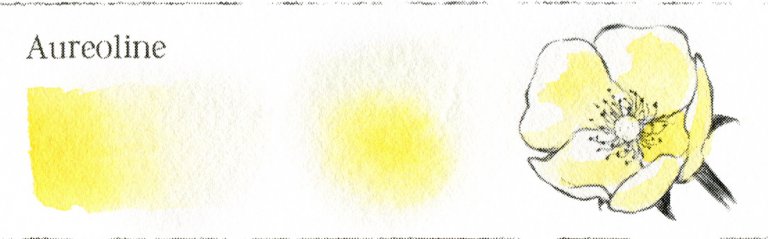 Aureoline | 水彩絵具使ってみた！ドットコム